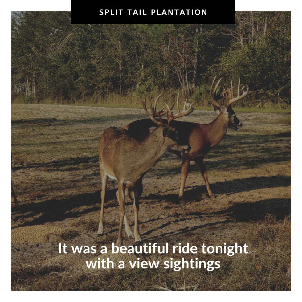 Hunt | Split Tail Hunts